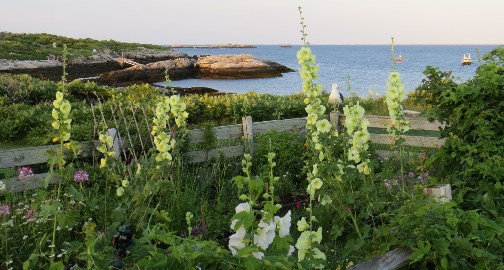 Emerging stronger: Dr. Jenn Seavey brings Appledore Island to the world ...